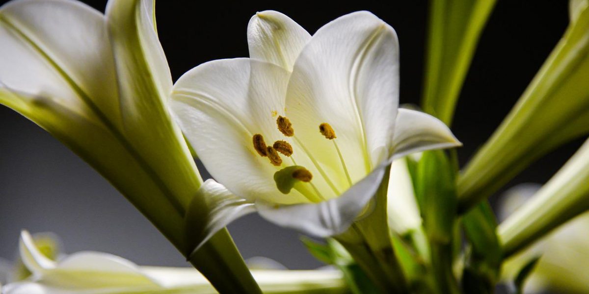 Crinul este o plantă de leac - cum se utilizează în medicina populară ...