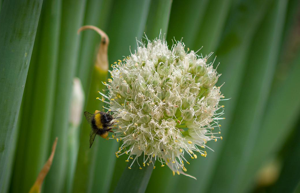 Polenizarea culturilor cu bondari în sere și solarii - Agromedia