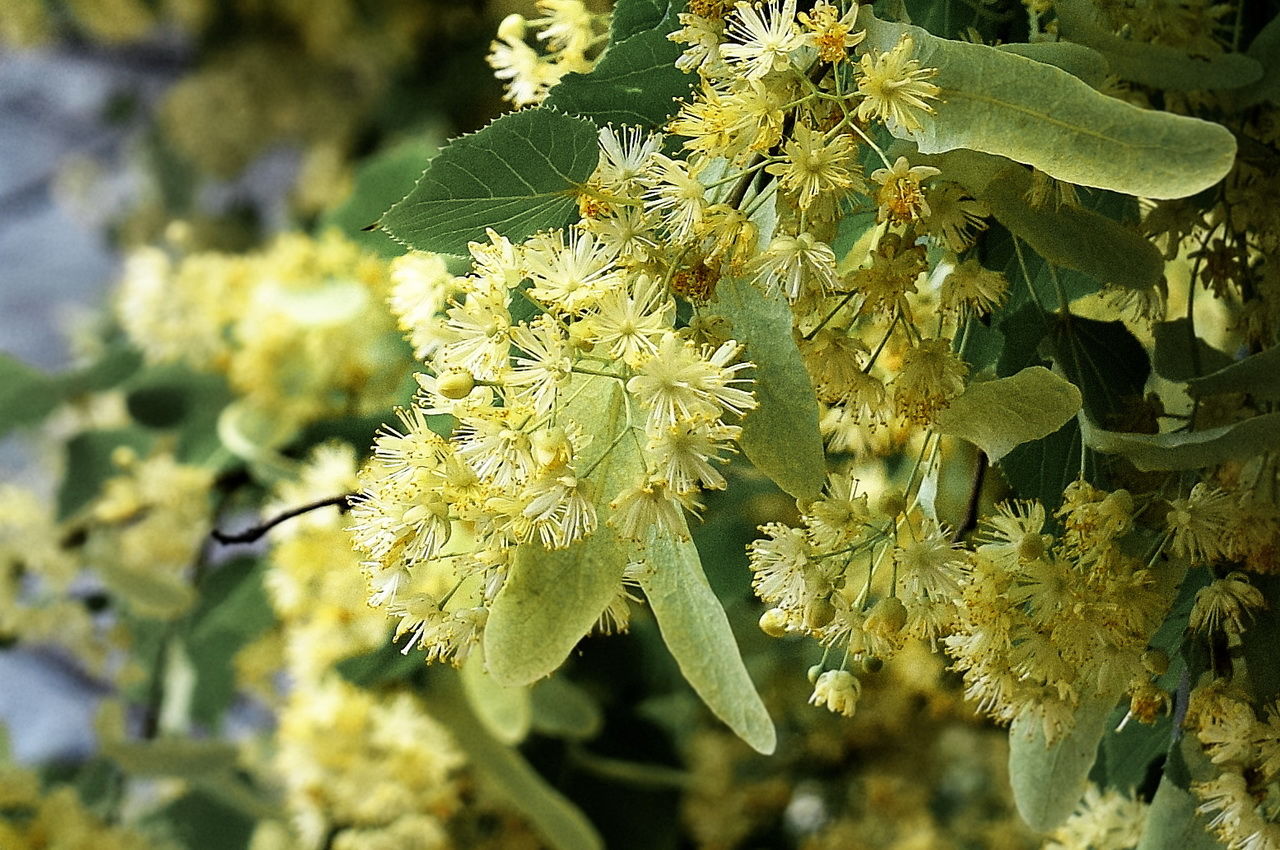Beneficiile arborelui de tei, copacul care vindecă suflete – Puterea ...