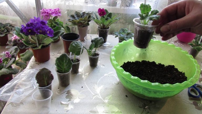 Iată tot ce trebuie să știți despre cultivarea violetelor – De la prima ...