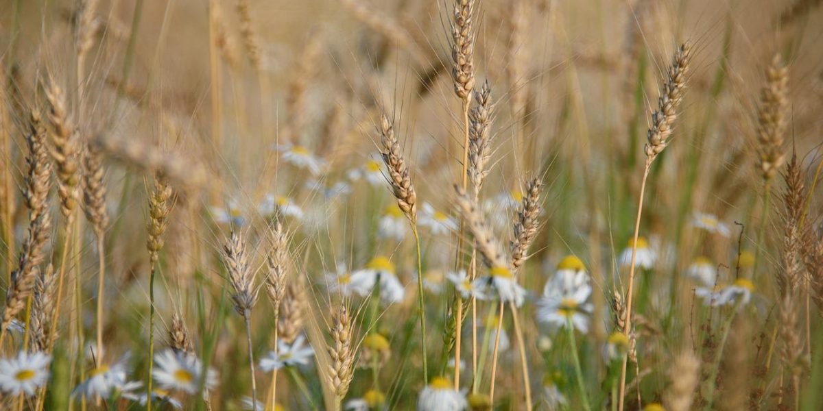 Tradiții și sărbători importante în luna august - Agromedia