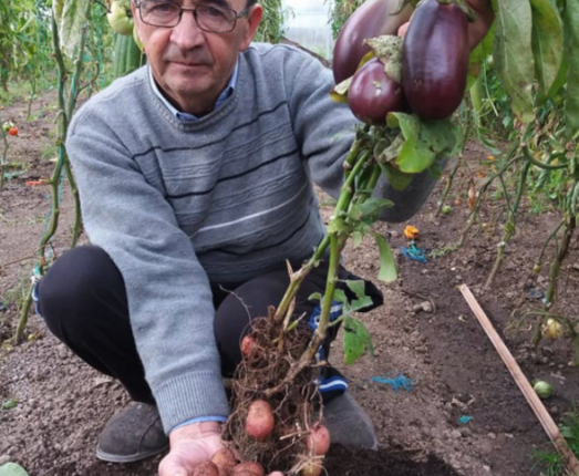 Planta Care Face Și Cartofi, Și Vinete. A Strâns O Mulțime De Aprecieri ...