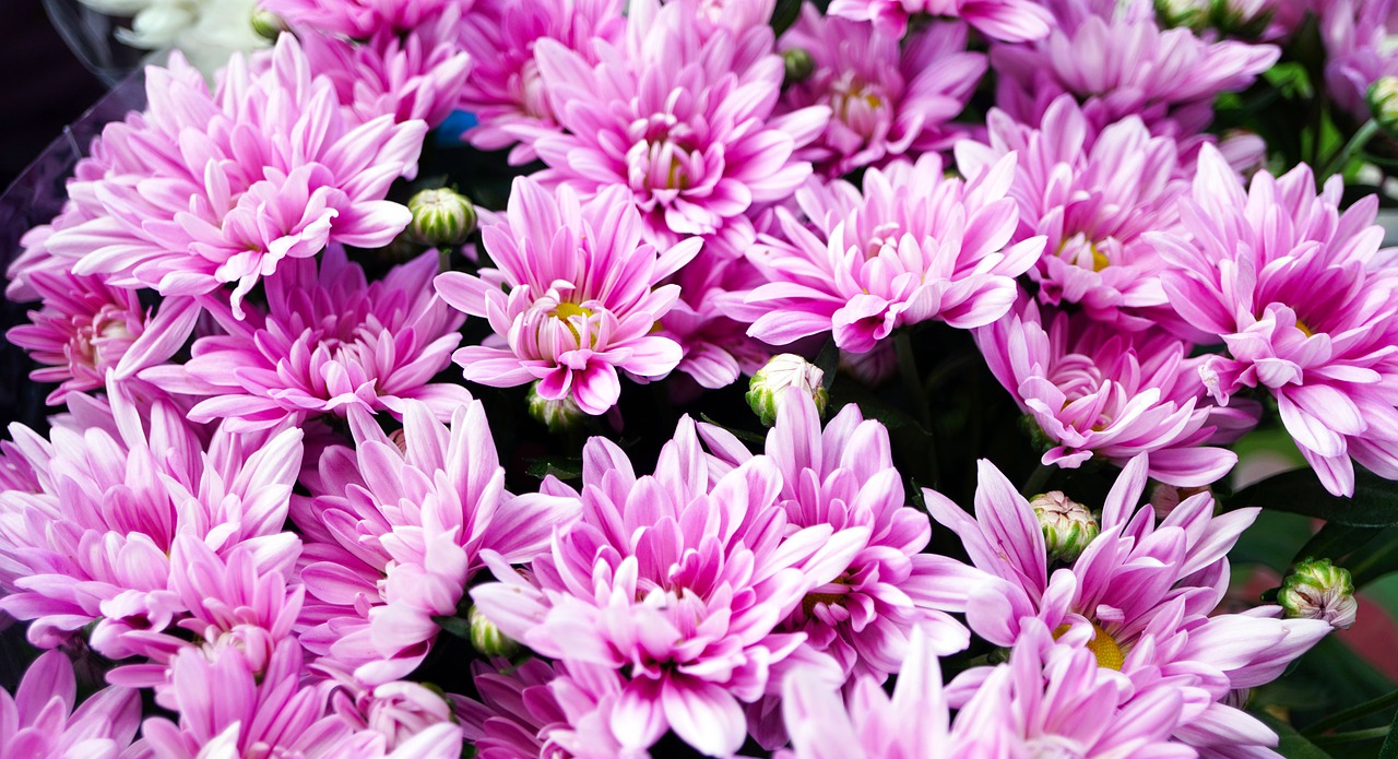 Cele mai frumoase flori de toamnă - când se plantează ca să iasă în ...
