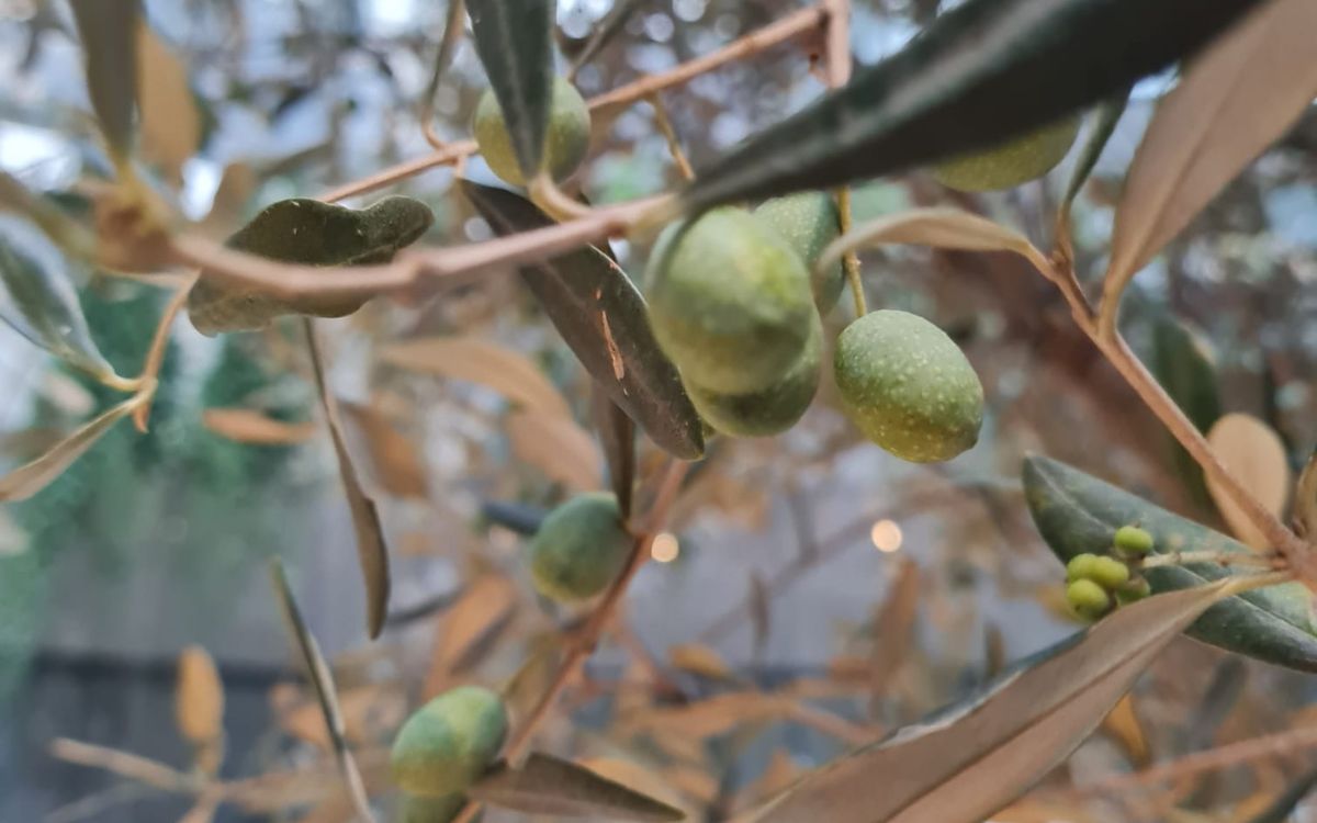 Cresc măslinii în România? Cum se cultivă și când dau fruct - Agromedia