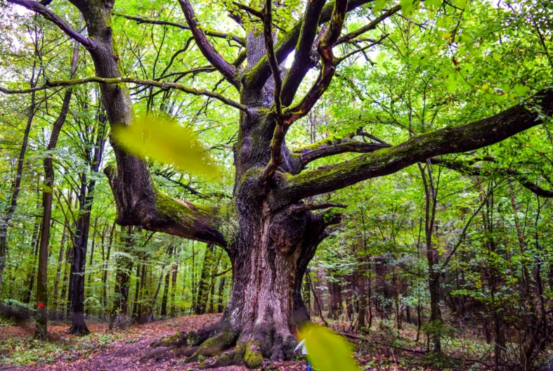 Stejarul de 1000 de ani de la Mănești, loc de pelerinaj! Cei care ...