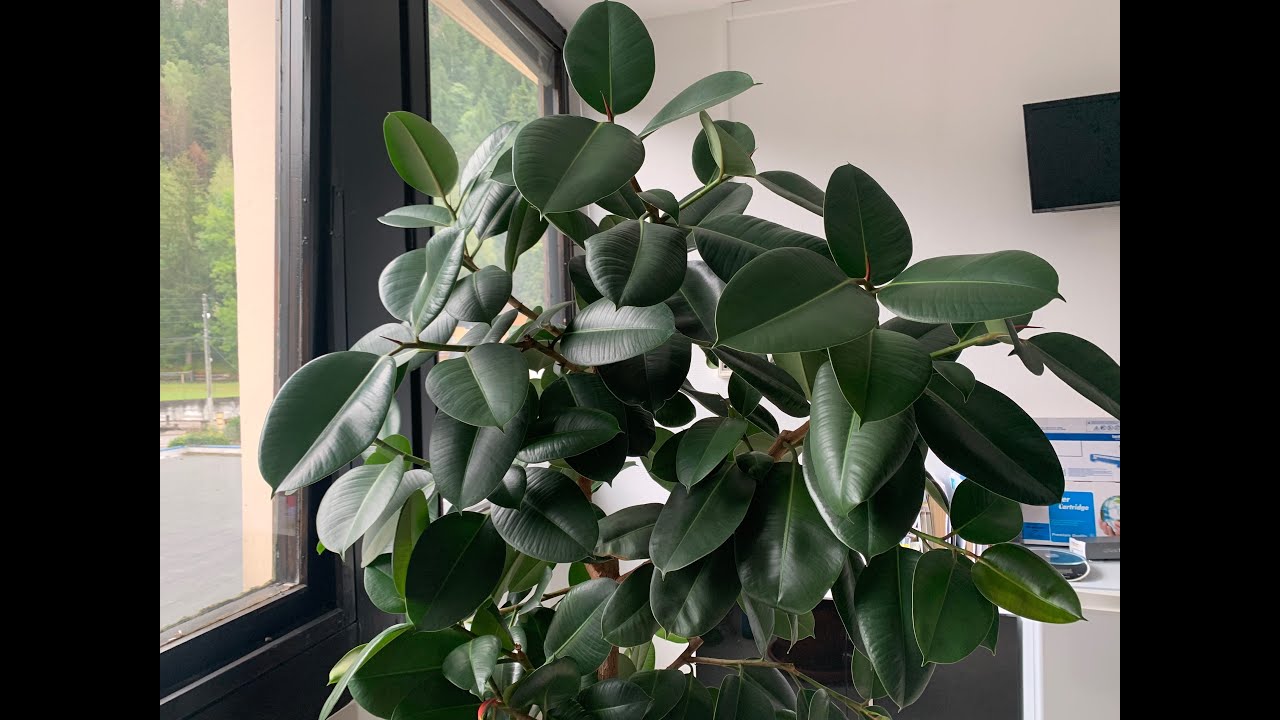 Această plantă ar trebui să nu lipsească din nicio casă! Medicii o ...