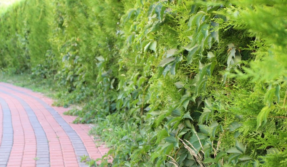 La ce distanță față de proprietatea vecinilor poți planta un copac ...