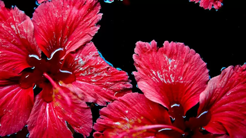 Flori de gradină care înfloresc tot anul. Lista completă - Agromedia