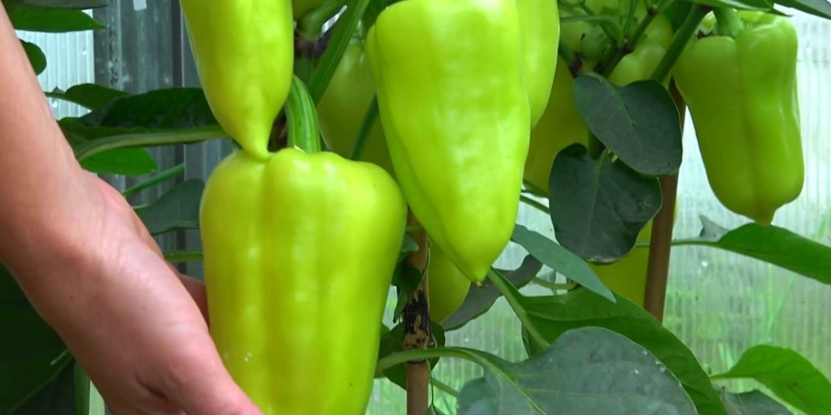 Soluția perfectă pentru creșterea rapidă și mărirea recoltei de ardei ...