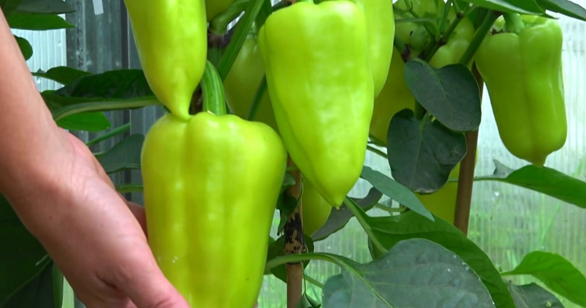 Soluția perfectă pentru creșterea rapidă și mărirea recoltei de ardei ...