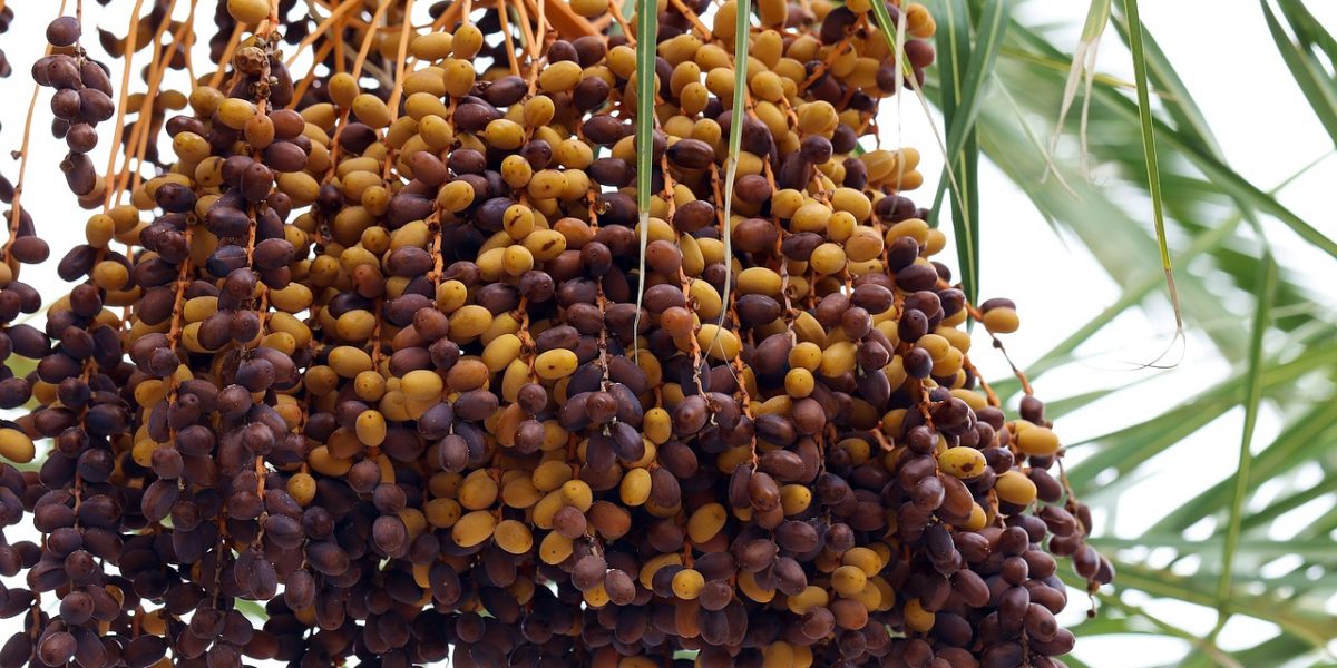 Cum se cultivă curmalele și ce beneficii au pentru sănătate - Agromedia