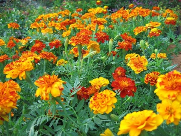 Craitele (Tagetes patula) – planta medicinala care trateaza simptomele ...