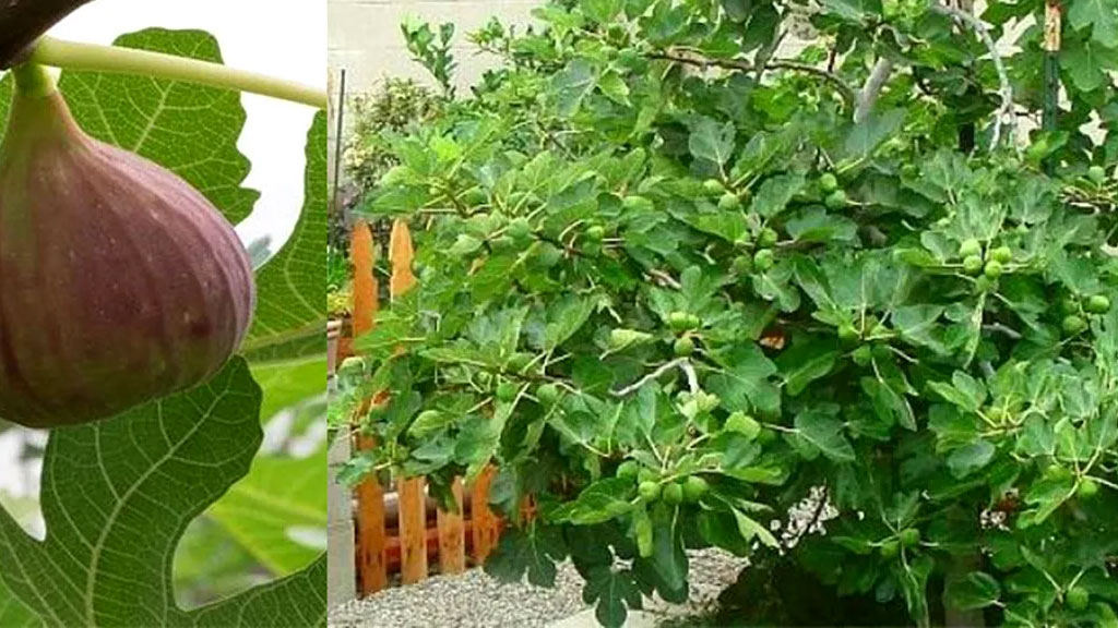 Copacul care îți binecuvântează casa și te scapă de drumurile la ...