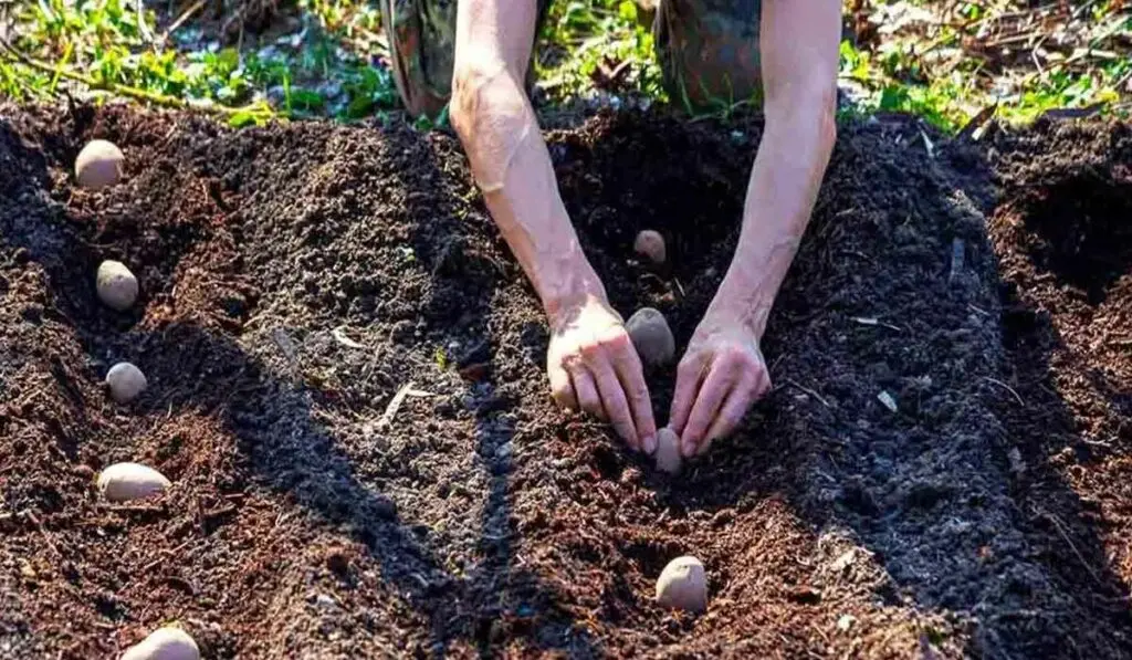Ce plante si legume nu ar trebui sa fie plantate langa cartof - Agromedia