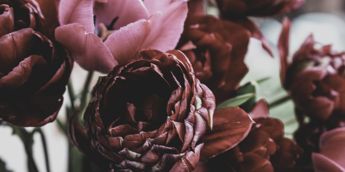 Lalelele bujor, cele mai populare flori ale momentului: ghid complet de ...