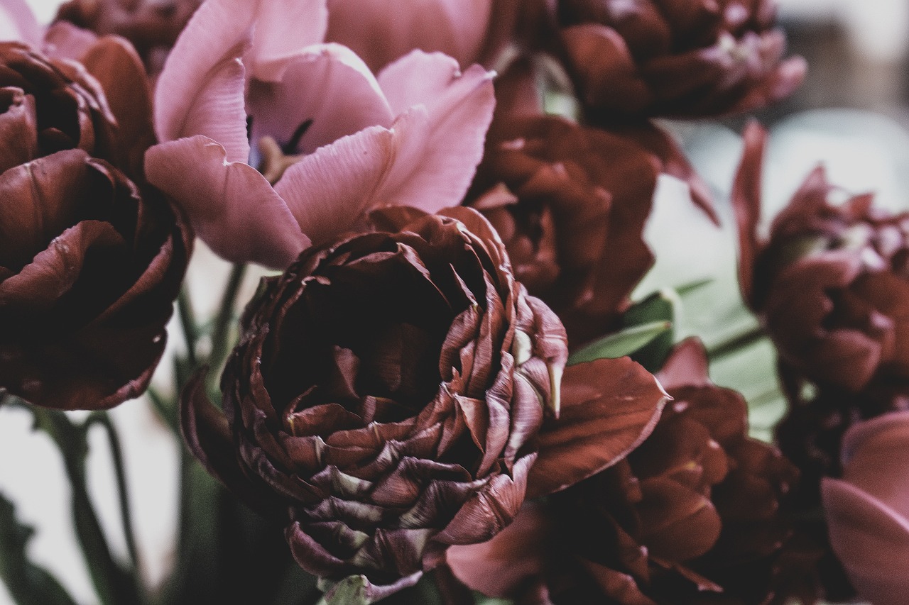 Lalelele bujor, cele mai populare flori ale momentului: ghid complet de ...