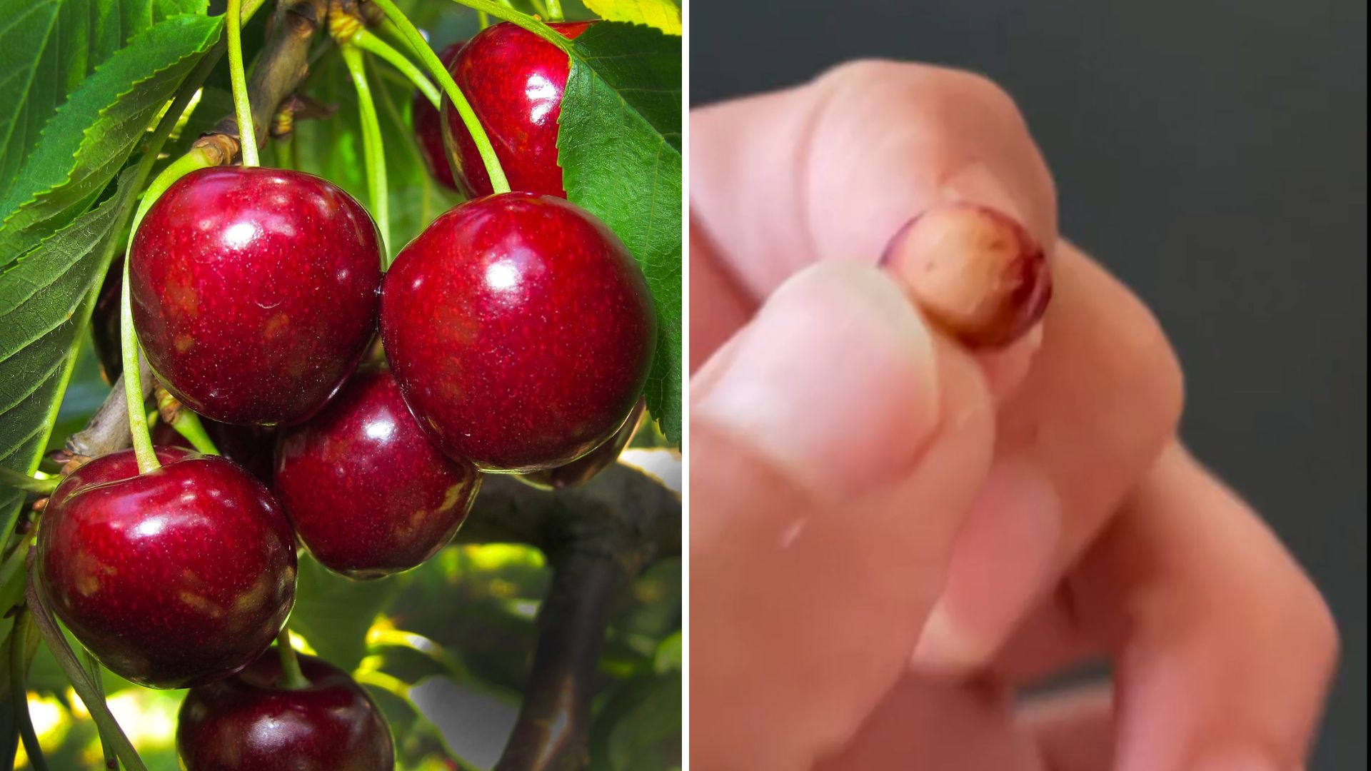 Nu mai aruncați sâmburii de cireșe: cum se pot folosi pentru a crește ...