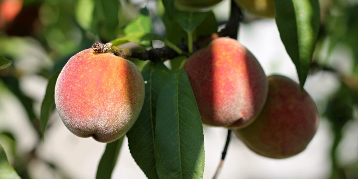 Soiuri sensibile de pomi fructiferi - îngrijirea optimă a acestora în ...