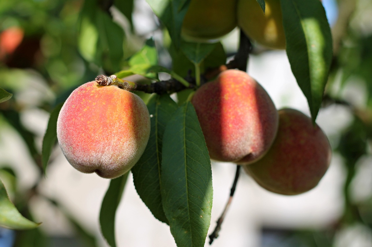 Soiuri sensibile de pomi fructiferi - îngrijirea optimă a acestora în ...