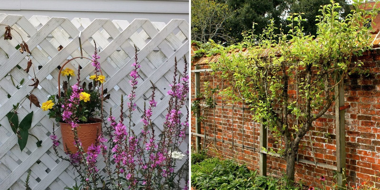 5 idei elegante de utilizare a spalierelor în grădină - Agromedia