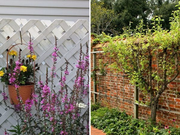 Ce se lucrează în grădină și în livadă în luna noimebrie - Agromedia