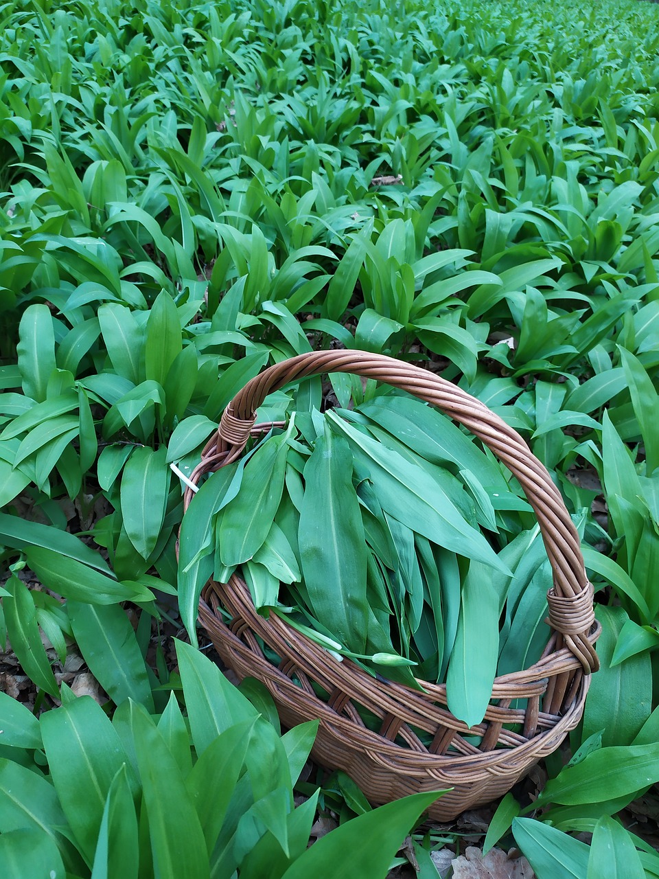 Plantele medicinale ale lunii mai - Agromedia
