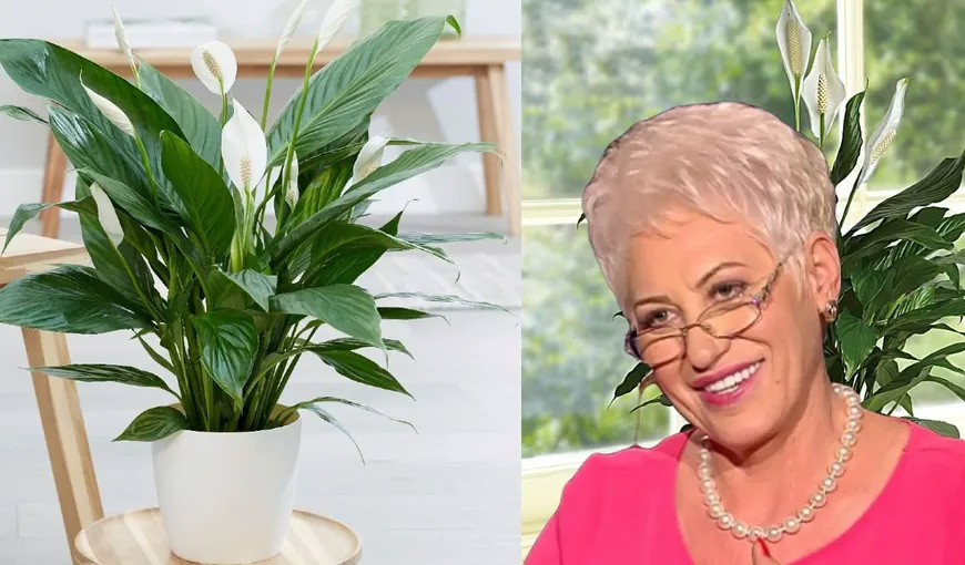 Care e floarea care îţi aduce noroc în dragoste. Lidia Fecioru: „Dacă ...