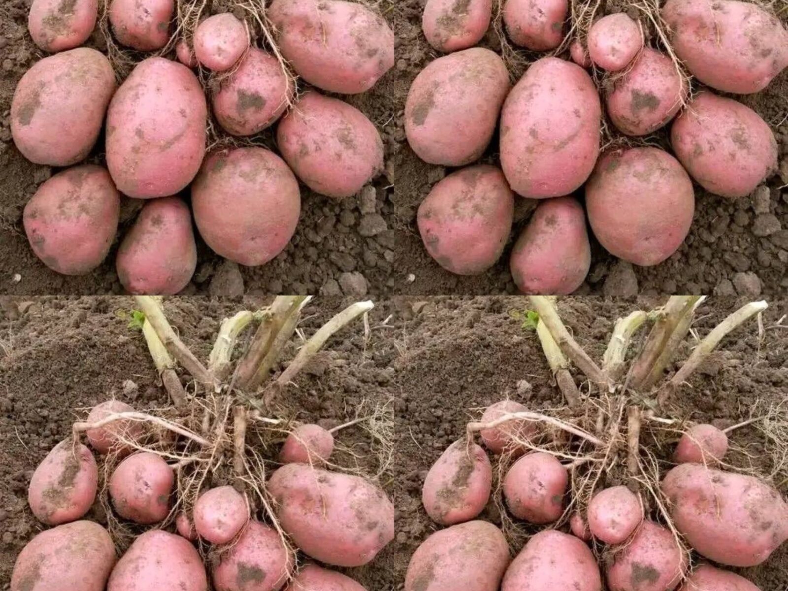 Agromedia - Știri din agricultură, APIA, ultimă oră