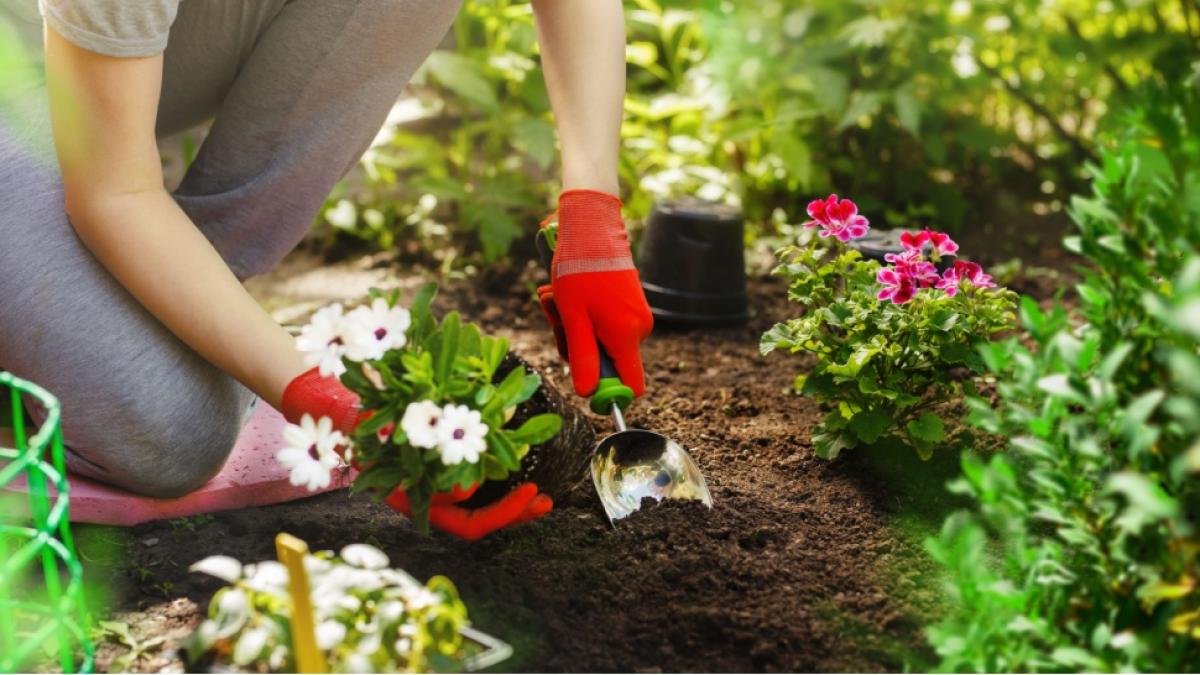 Florile pe care trebuie să le plantezi în luna aprilie. Grădina ta va ...