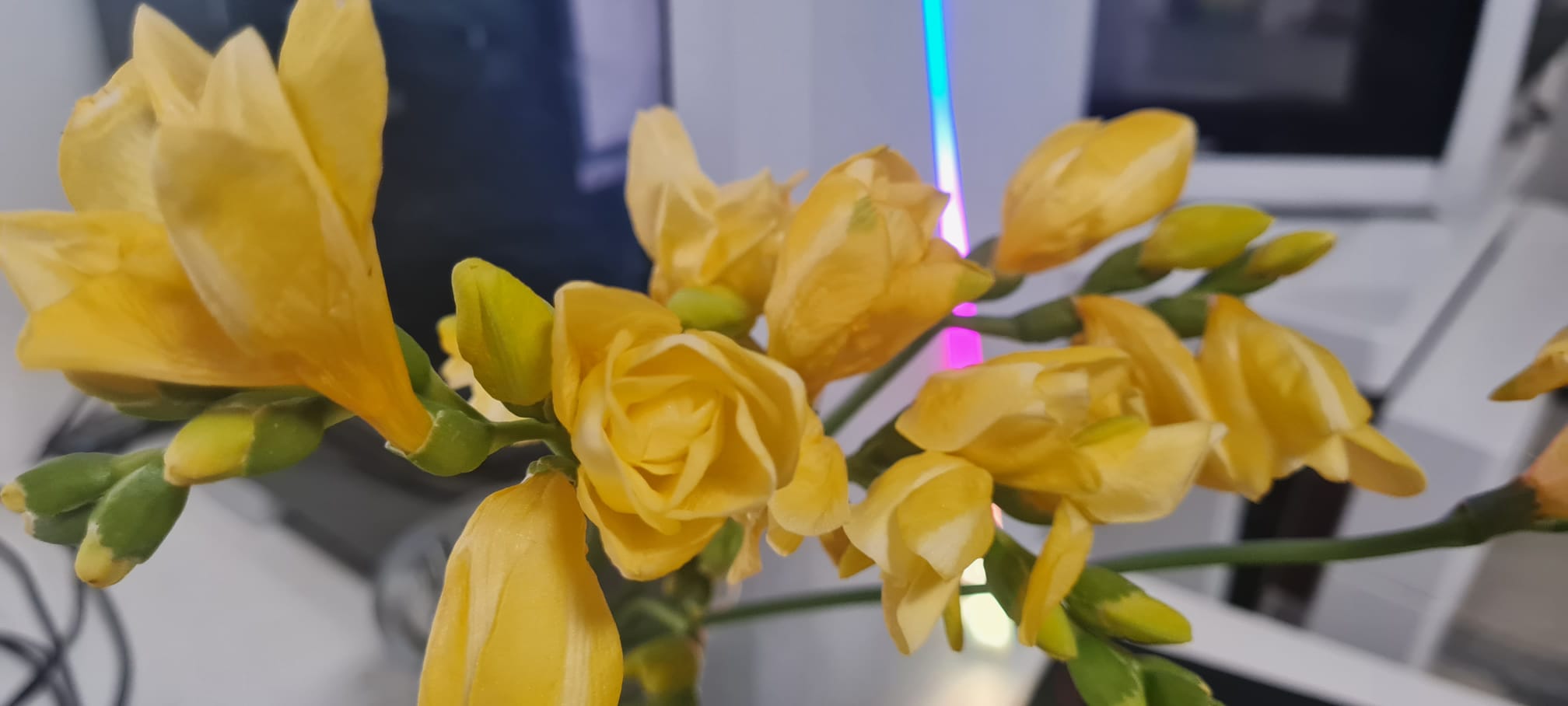 Cum poți să faci ca freziile să reziste mai mult în vază - Agromedia