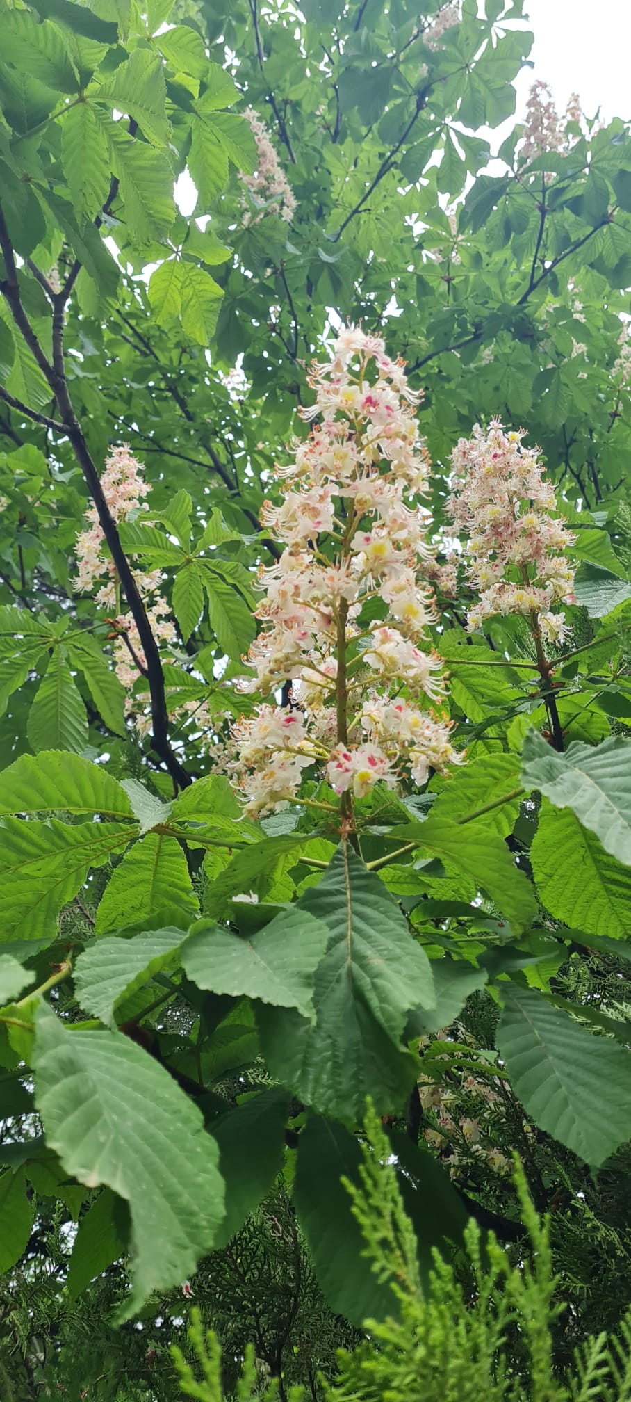 Remediu cu flori de castan. Ce afecțiuni vindecă - Agromedia