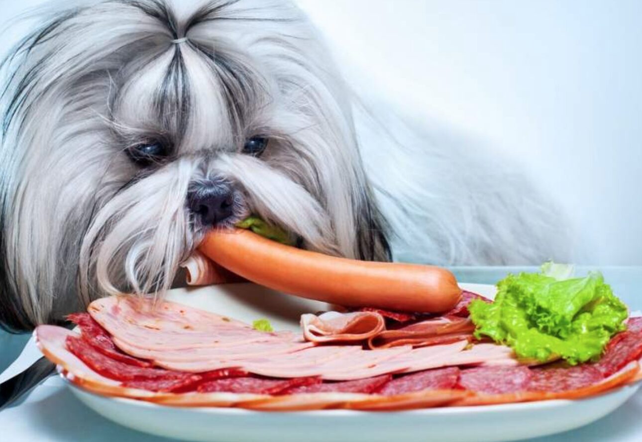 Medicii veterinari fac un apel la români. De ce este complet interzis ...