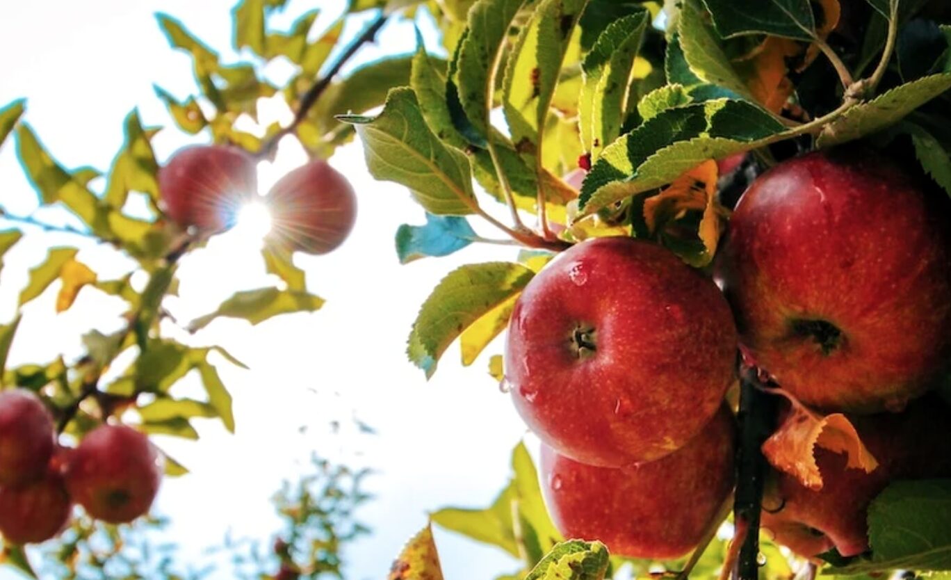 Ce trebuie să pui la rădăcina pomilor fructiferi în luna mai, ca să nu ...