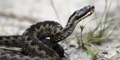 Locurile din Romania pline de vipere. Unde exista riscul sa intalnesti ...