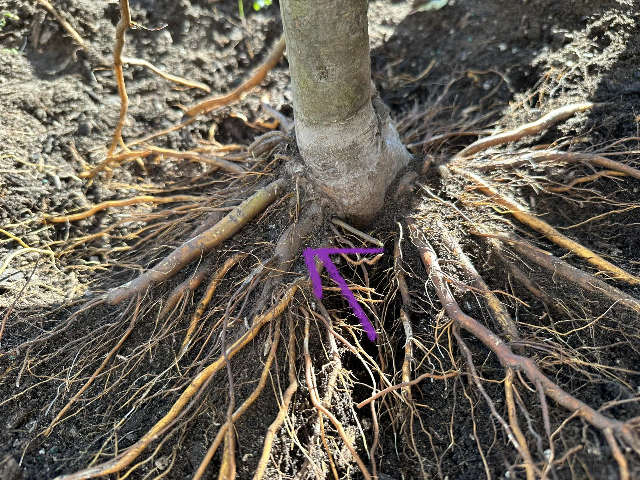 Ce trebuie să pui la rădăcina pomilor fructiferi în iulie și august ...