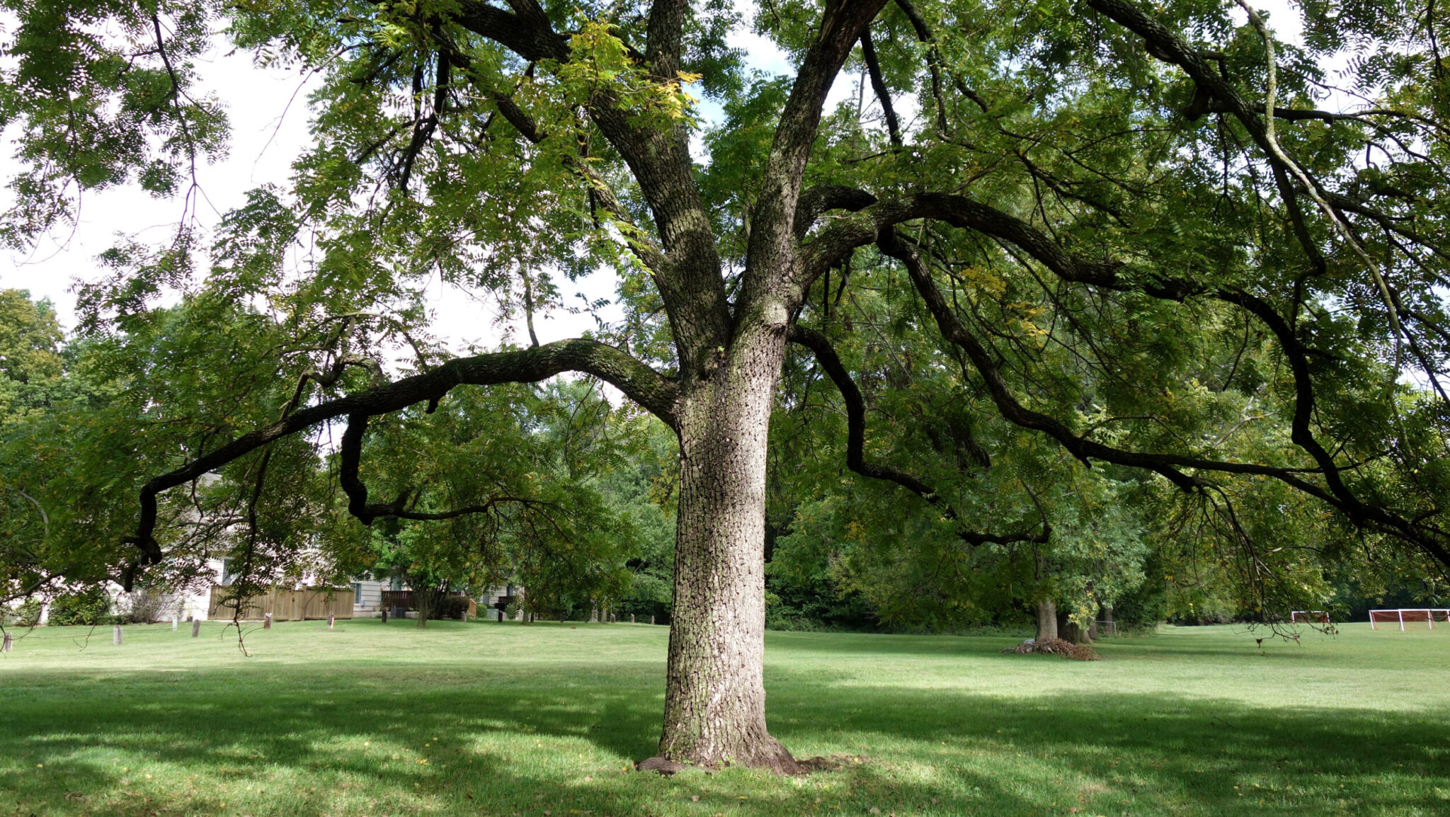 Copacul pe care nu ai voie să-l tai. Mulți români care locuiesc la casă ...