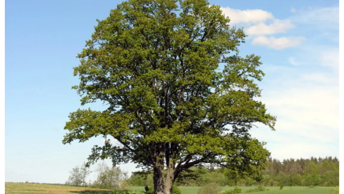 Copacul pe care trebuie să-l plantezi la începutul lui 2025 pentru a ...