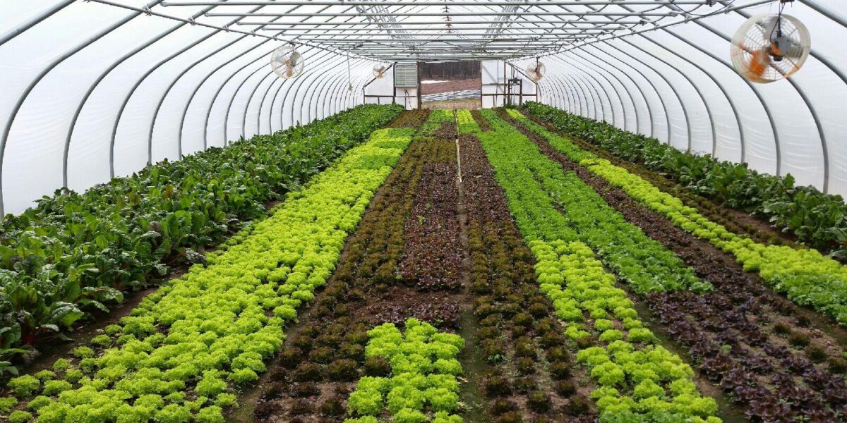 Ce trebuie să plantezi lângă salata verde din solar, pentru recolta de ...