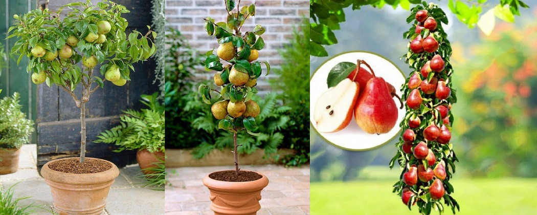 Ce pomi fructiferi poți să crești pe balcon. Îți dau o mulțime de ...