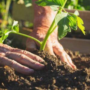 Cele mai bune soiuri de pere pentru grădinile din România - Agromedia