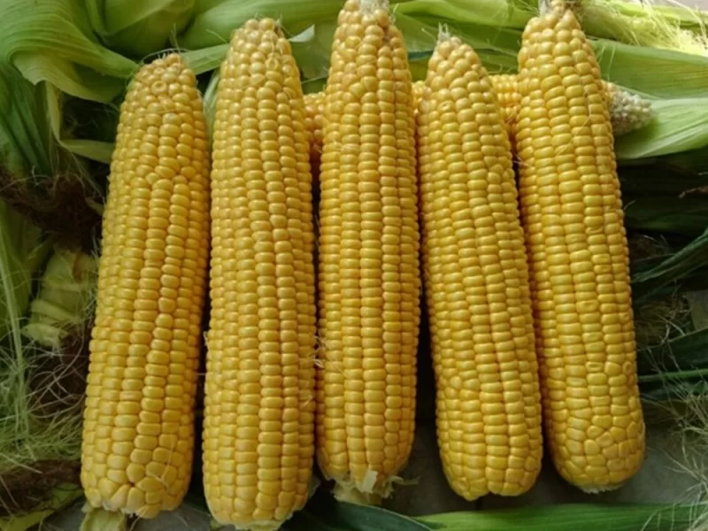 Cultura de porumb zaharat – ponturi pentru o recoltă gustoasă - Agromedia