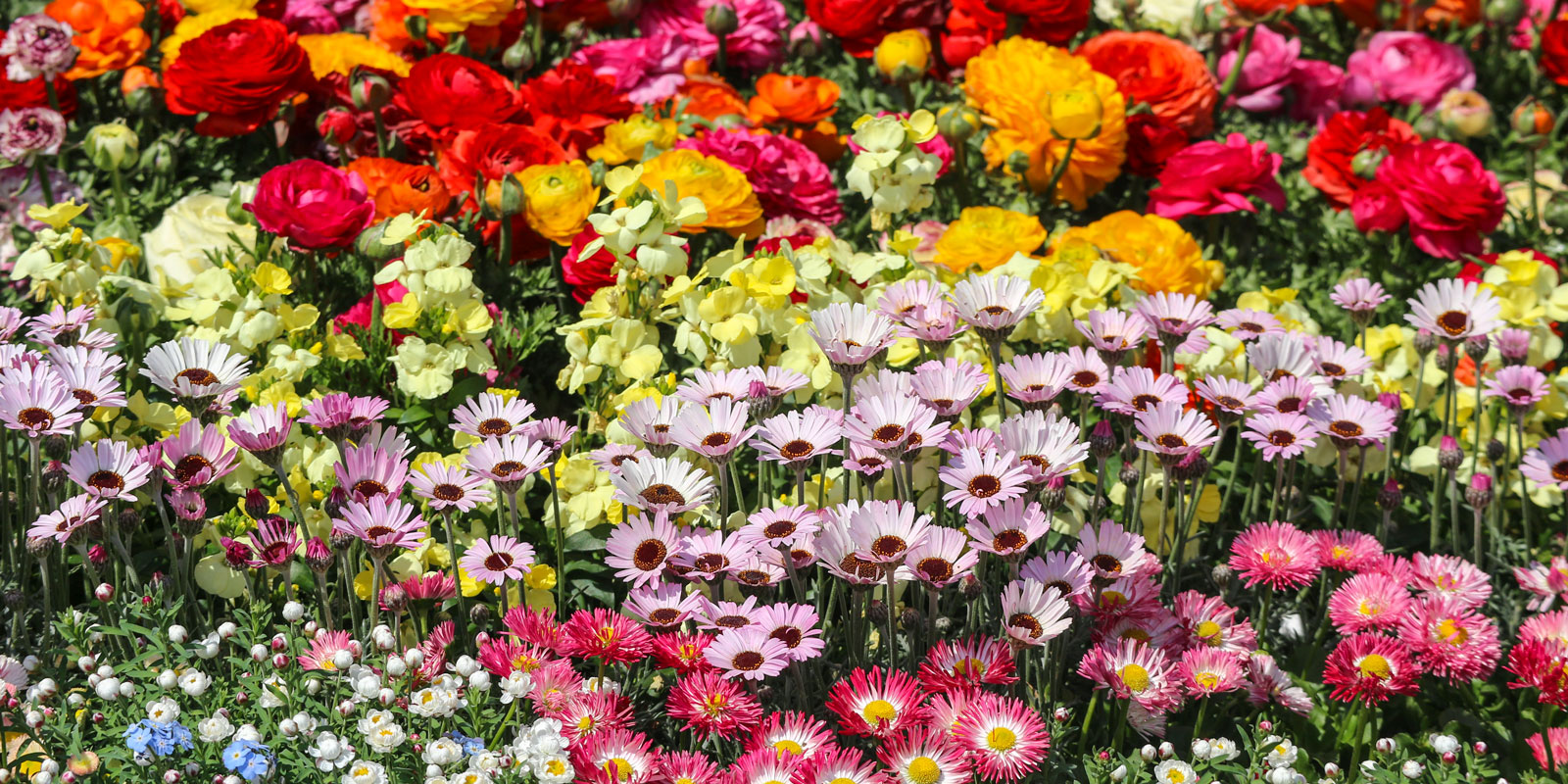 Flori de câmp care pot fi cultivate cu succes în grădina de acasă ...