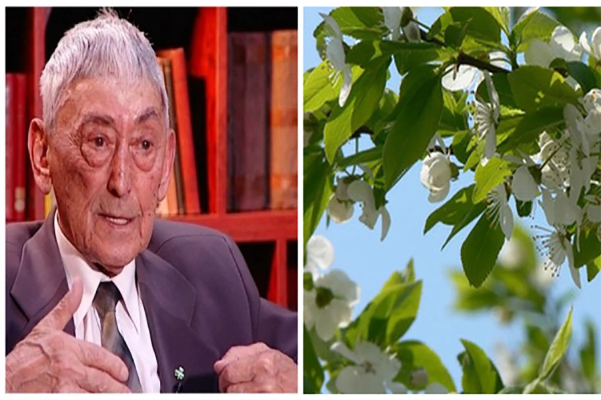 Rețeta doctorului Ovidiu Bojor. Frunzele de prun elimina cheagurile și ...