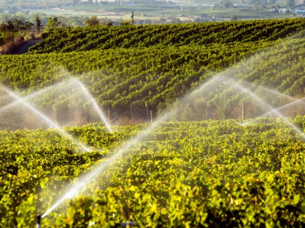 Agromedia - Știri din agricultură, APIA, ultimă oră